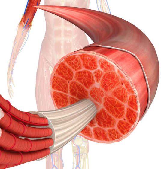 Faszien | Definition, Schmerzen, Faszientraining | Corpus Motum